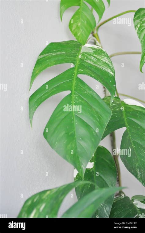 Epipremnum Epipremnum Pinnatum Variegata Or Epipremnum Pinnatum