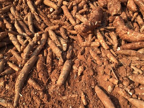 Lao Pdr Current Situation Of Cassava Cultivation Asean Cassava Centre