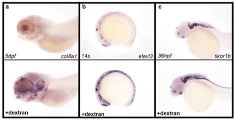 Whole Mount In Situ Hybridization Service Creative Bioarray