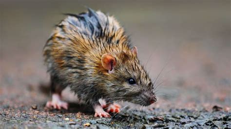 Do Rats Carry Rabies Conquer Critters