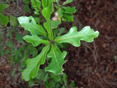 Types Of Oak Trees Learn About Different Oak Tree Varieties Tree Identification Tree Leaf