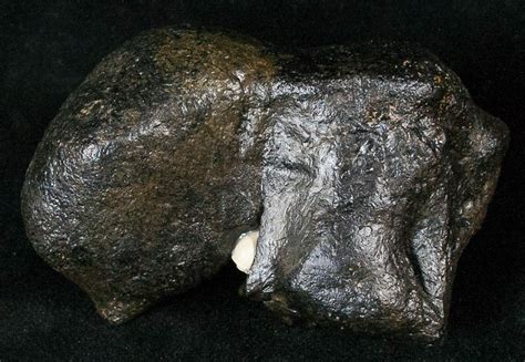 27 Fossil Manatee Ear Bone Florida 16176 For Sale