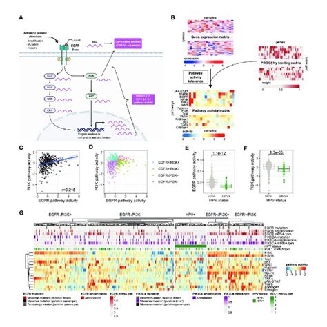 Pathway Activity Inference In Head And Neck Cancer Tissues A Download Scientific Diagram