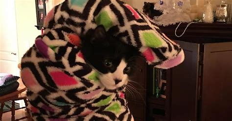 Cat Burrito Imgur
