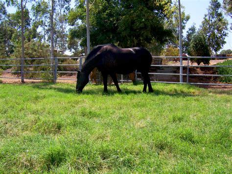 Pasture Seed Enhance Your Livestocks Productivity