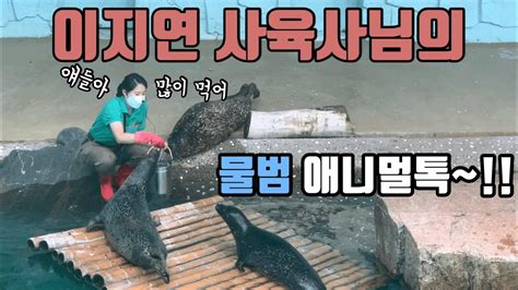 [에버랜드 물범] 이지연 사육사님의 물범 애니멀톡 Youtube