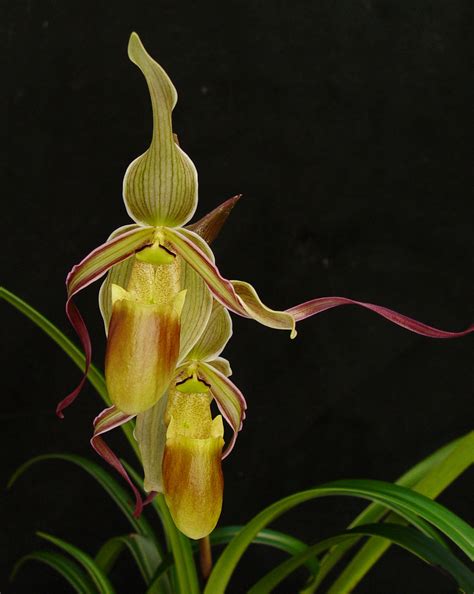 Phrag Lonolium Var Hartwegii Orchidweb