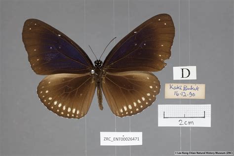 Euploea Modesta Butler