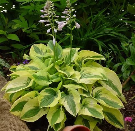68 Types Of Hostas Hosta Varieties With Pictures