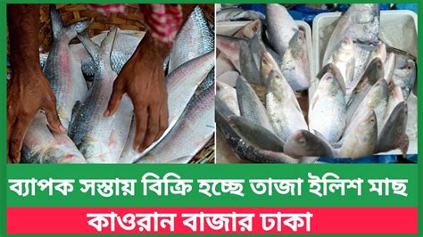 সরাসরি দেখুন ব্যাপক সস্তায় বিক্রি হচ্ছে তাজা ইলিশ বড় সাইজের ইলিশের