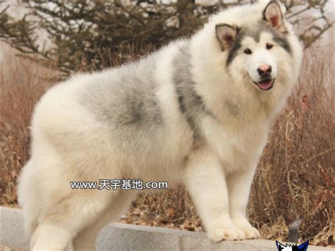 灰色雪橇犬种公鳌拜 阿拉斯加犬 天宇基地 官方网站