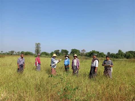 မုံရွာခရိုင် အရာ တော်မြို့တွင် စိုက်ပျိုး ရေးဦးစီးဌာနမှ တာဝန်ရှိသူများက မိုးစပါးနှင့်ဆောင်း မ