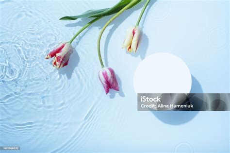 물 잔물결이 있는 연단 또는 받침대와 튤립이 평평하게 놓여 있습니다 화장품 템플릿 복사 공간 0명에 대한 스톡 사진 및 기타
