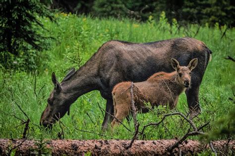 100 000 Free Cute Moose And Moose Images Pixabay