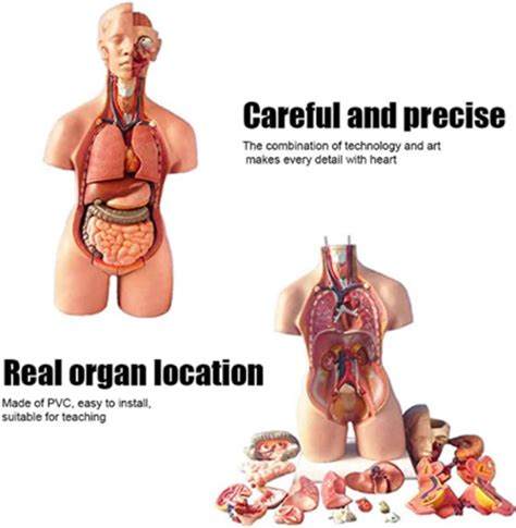 Buy Torso And Skeleton Models Anatomical Human Body Model 4d