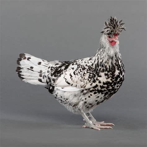 The Appenzeller Spitzhauben Chicken Chicken Breed Guide