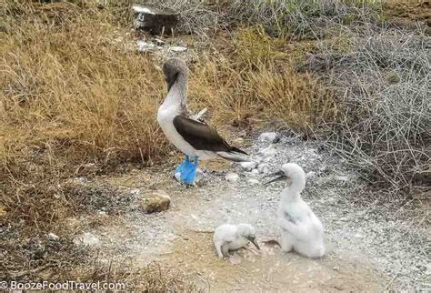Blue Footed Boobies Frigatebirds And More In The Galapagos Booze