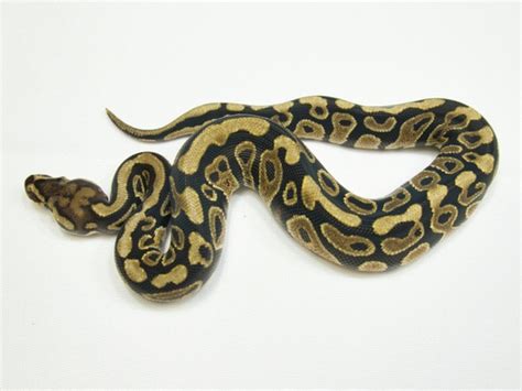 Spotnose Triple Het Clown Genetic Stripe Desert Ghost Ball Python By Directed Evolution Pythons