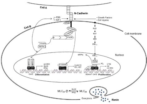 Schematic Summary Of The Transcriptional Cascades Regulating Expression