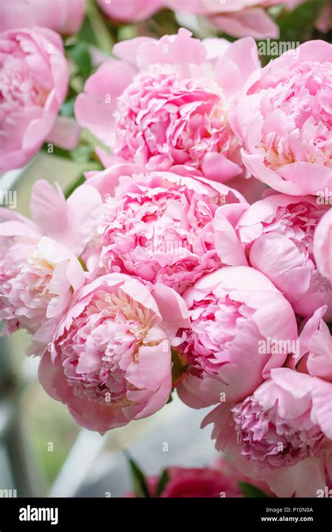 Rose Hintergrundbilder Sch Ne Blumen Oder Es Rosen Regnen Lassen
