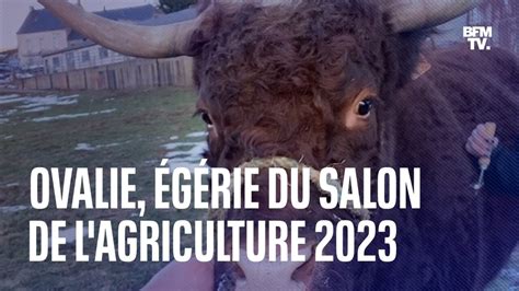 Une vache qui a bon caractère voici Ovalie légérie du Salon de l