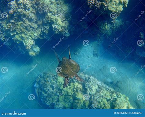 Sea Turtle Swimming Off The Coast Of Maui Hawaii Stock Photo Image Of