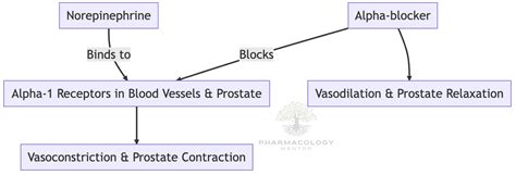 Pharmacology Of Alpha Blockers Pharmacology Mentor