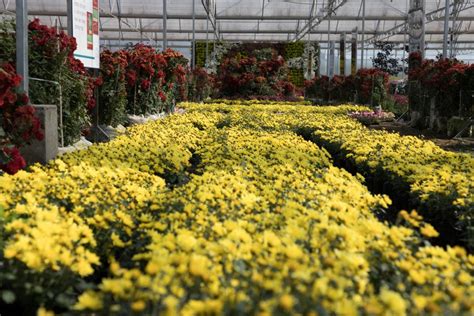 排牙山下菊花展图片浏览 排牙山下菊花展图片下载 酷吧图库