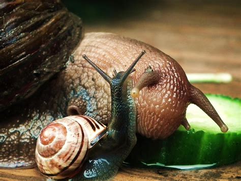 Giant African Land Snail And Your Common Uk Garden Snail Giant African Land Snails Snail