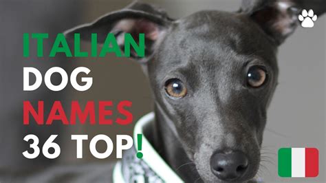 Italian Dog Names 36 Only Top Ideas Names Youtube