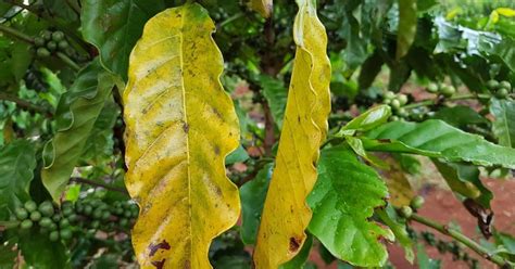 Kiến Thức Cà Phê Tổng Hợp