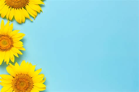 푸른 배경에 아름다운 신선한 해바라기 플랫 레이 상단보기 복사 공간 가을 또는 여름 개념 수확 시간 농업 해바라기 자연 배경 꽃 카드 가을에 대한 스톡 사진 및 기타 이미지