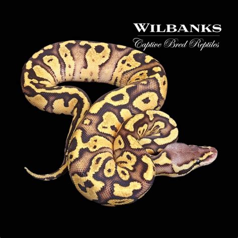 Firefly Ball Python By Wilbanks Captive Bred Reptiles
