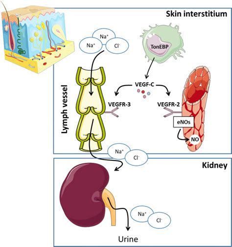 Osmotically Inactive Na Storage In The Skin Contributes To Body Sodium