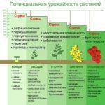Антистрессовые препараты для растений: циркон, феровит, экофус, силиплант
