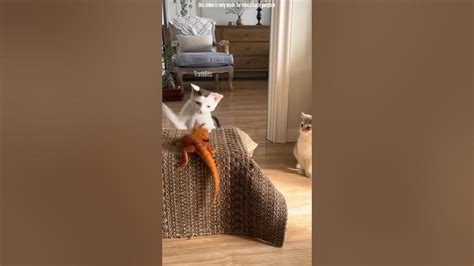 Cat Beating Cute Girgit🦎 Cuteanimals Cats Youtube