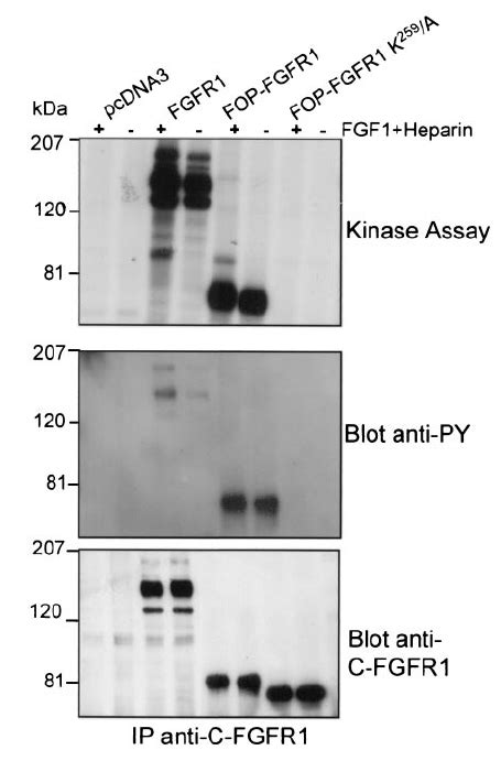 Autokinase Activity And Phosphorylation On Tyrosine Of Fop Fgfr1 Fusion