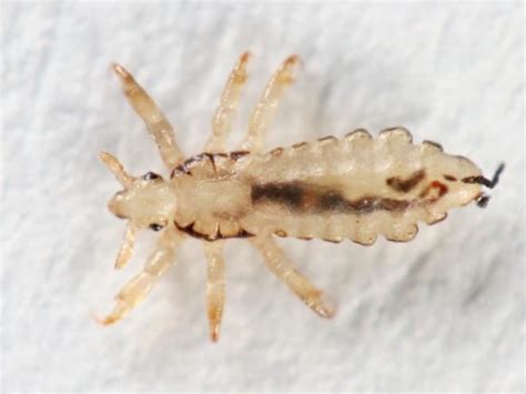 Picture Of Adult Head Louse Fully Grown Pictures Of Lice And Nits