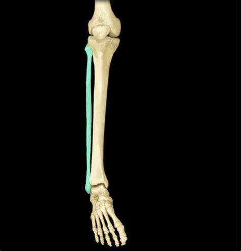 Fibula Flashcards Quizlet