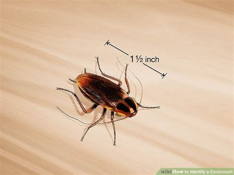 5 Ways To Identify A Cockroach Wikihow