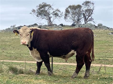 Lot 9 Bendoc Park Upfront U16 Ai Pp Auctionsplus