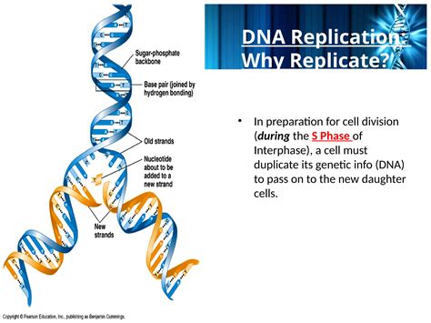 Dna Replication Of Eukaryotes And Prokaryotes Ppt