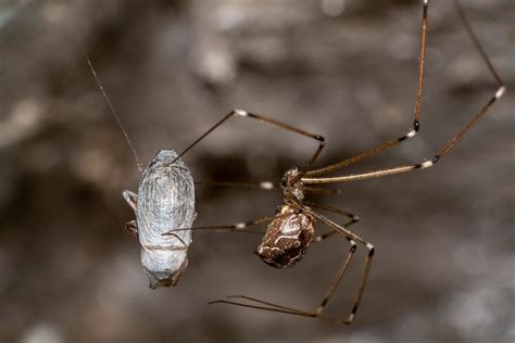 Premium Photo Spider While Making Cocoon On A Fly Trapped In The Web