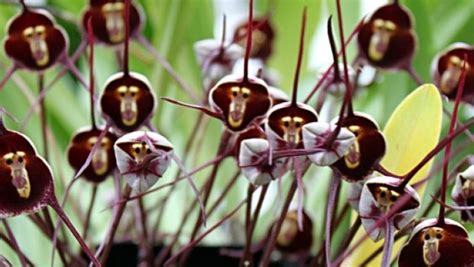 Monkey Faced Orchid Tdb Magazine