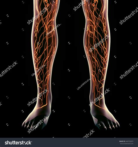 3d Rendered Female Nerves Medical Illustration Stock Illustration