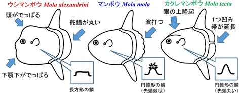 まんぼうの種類はどれだけあるの？日本近海に棲息するマンボウ科の魚とは？ まんぼうの棲家