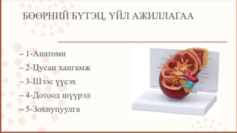 Iso Medicine Бөөрний бүтэц үйл ажиллагаа Бөөр бол