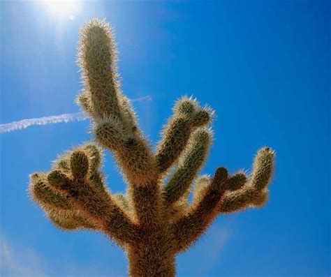 Jumping Cholla Cactus