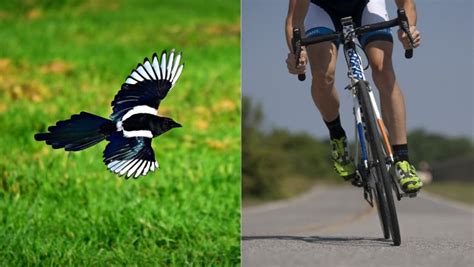 Australian Cyclist Tries To Escape A Swooping Magpie Veers Off Road