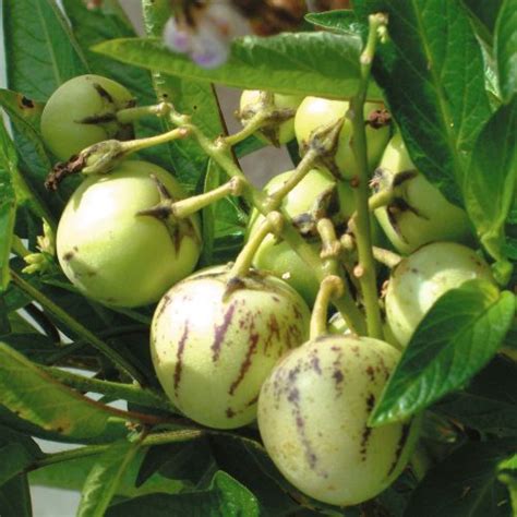 Pepino Melon: The Super Fruit - Women Fitness